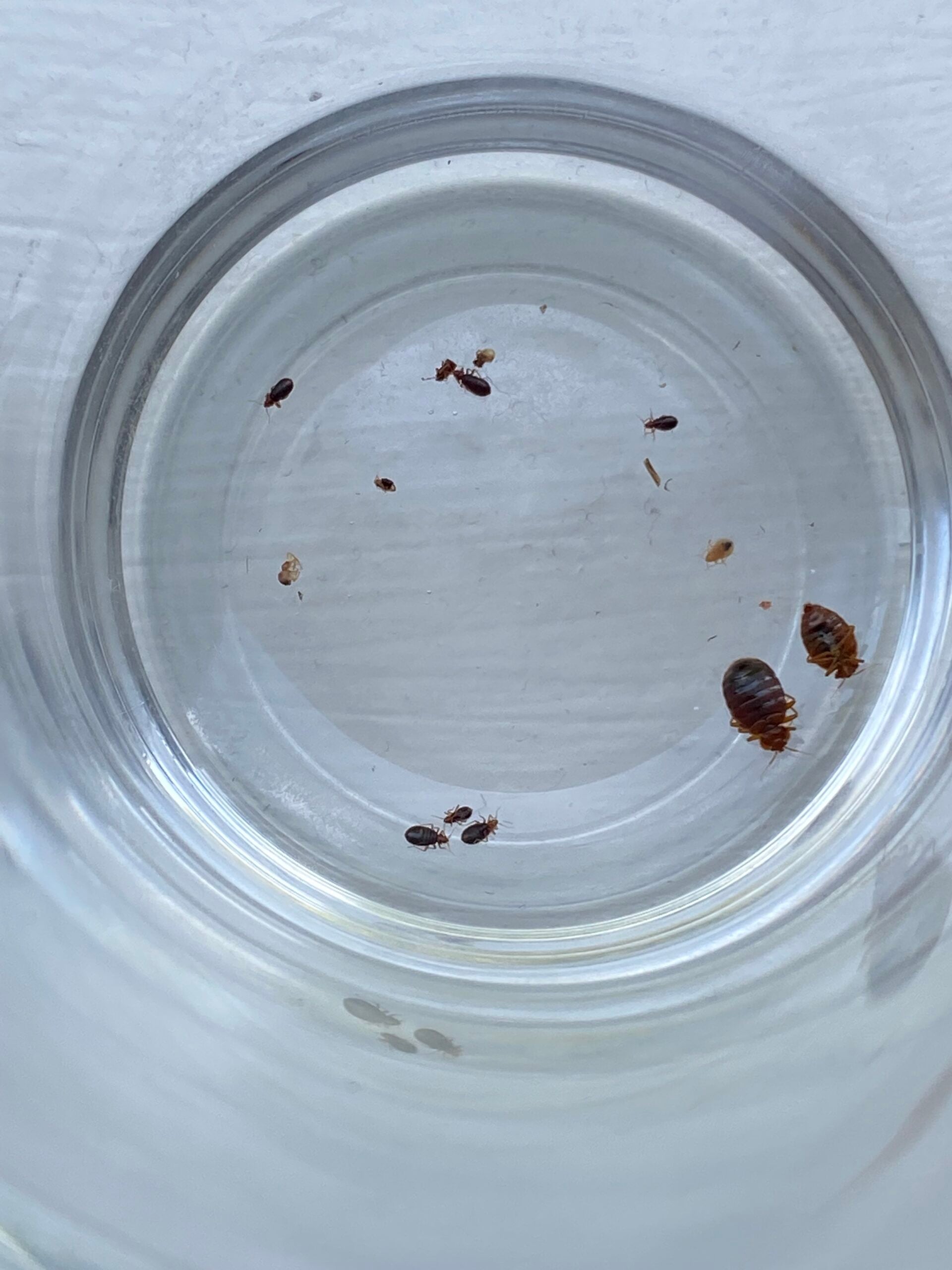 How Our Family Got Rid Of Bed Bugs: Pictures and Treatment - Amanda ...