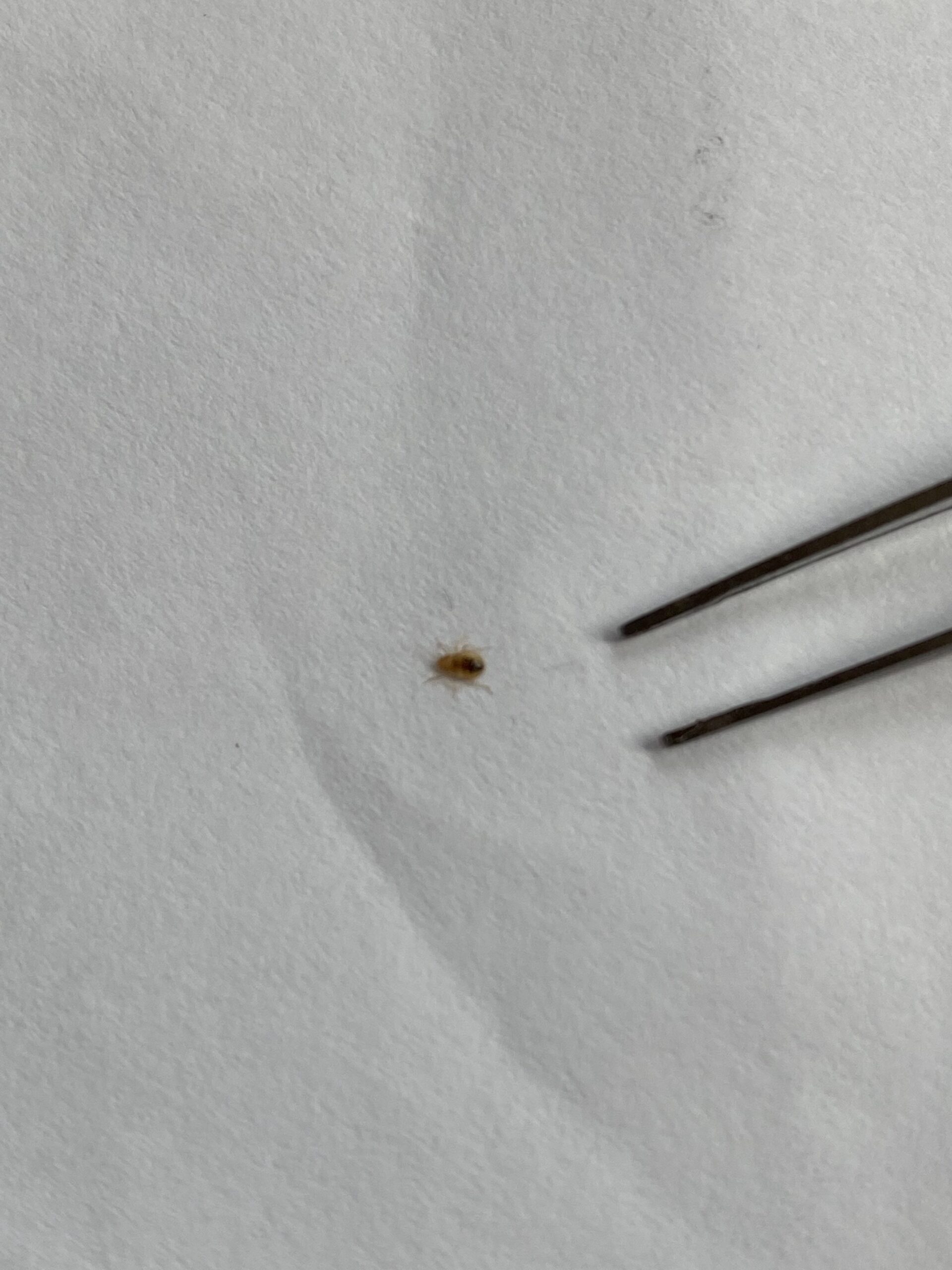 How Our Family Got Rid Of Bed Bugs: Pictures and Treatment - Amanda ...